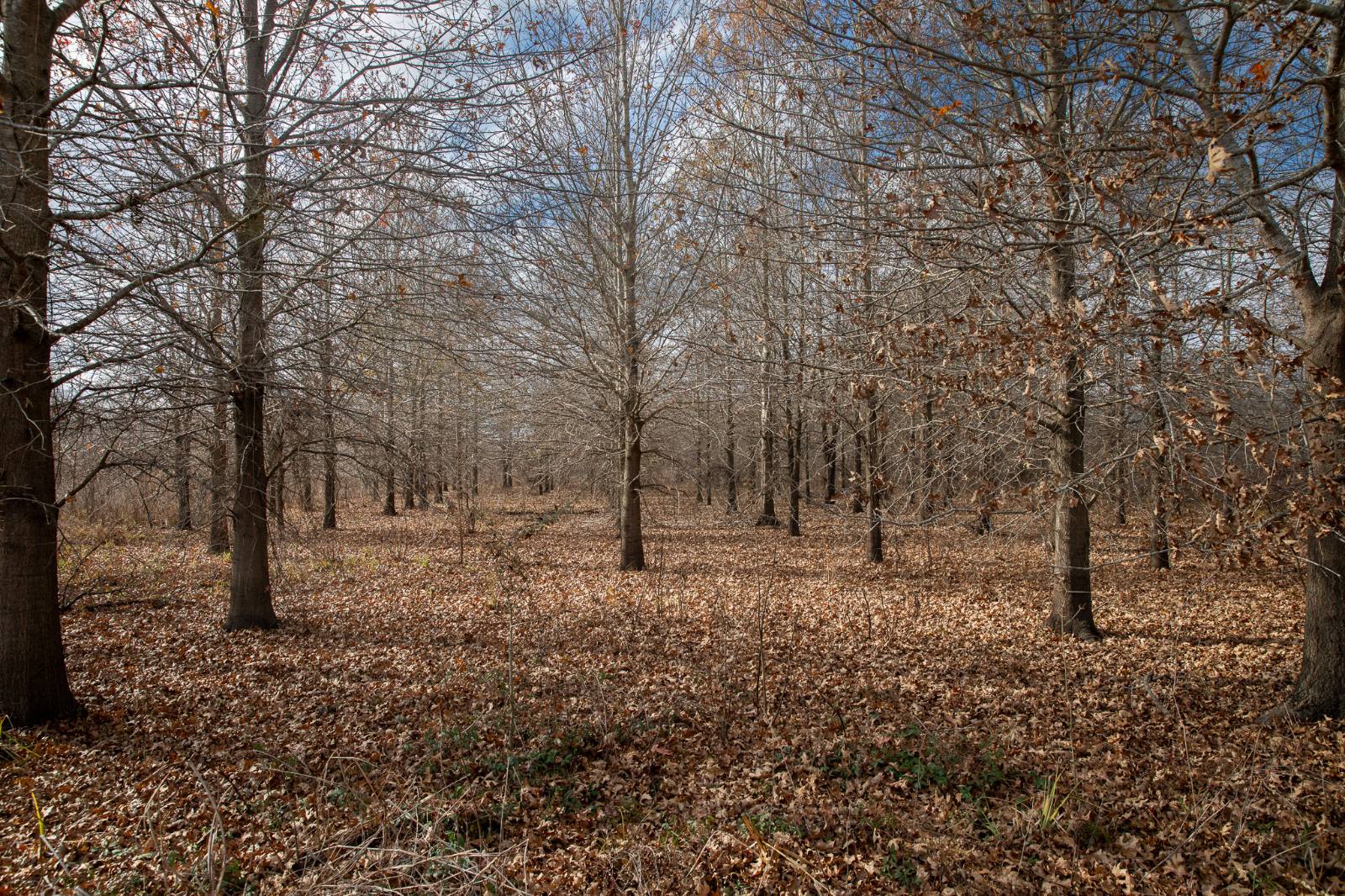 597+/- Acres of South Delta Hunting Land with Camp - Open Season Properties
